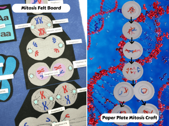 17 Magnificent Activities To Teach Mitosis - Teaching Expertise