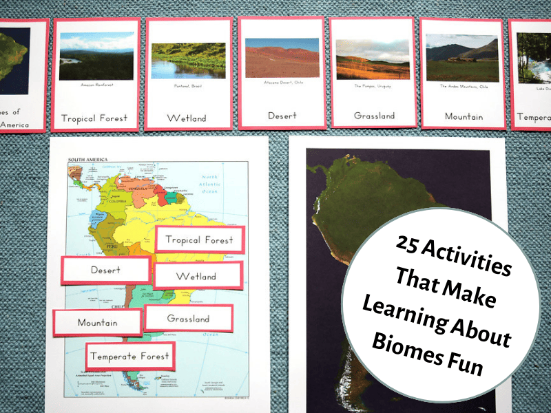 25 Activities That Make Learning About Biomes Fun - Teaching Expertise