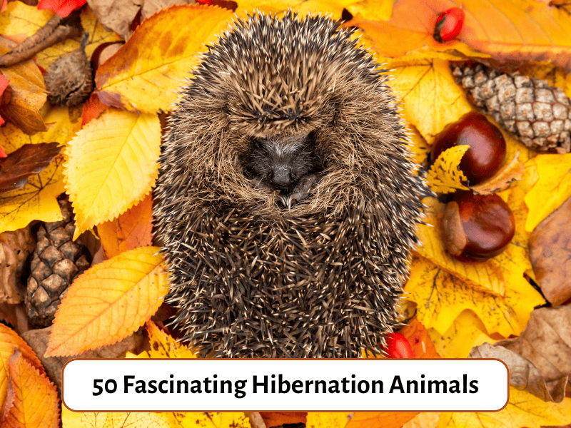 50 Fascinating Hibernation Animals - Teaching Expertise